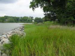 Living Shorelines