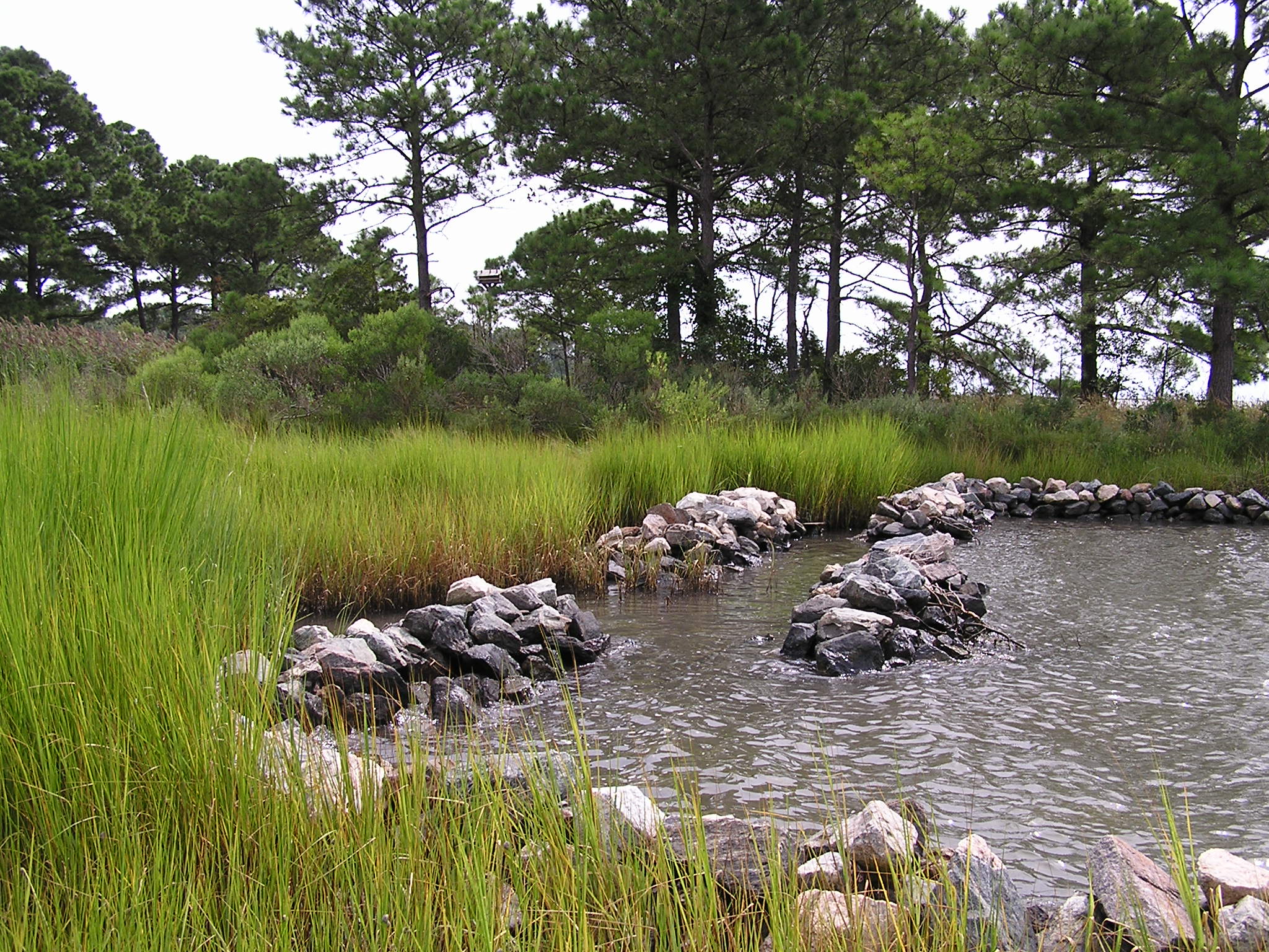 Living Shorelines