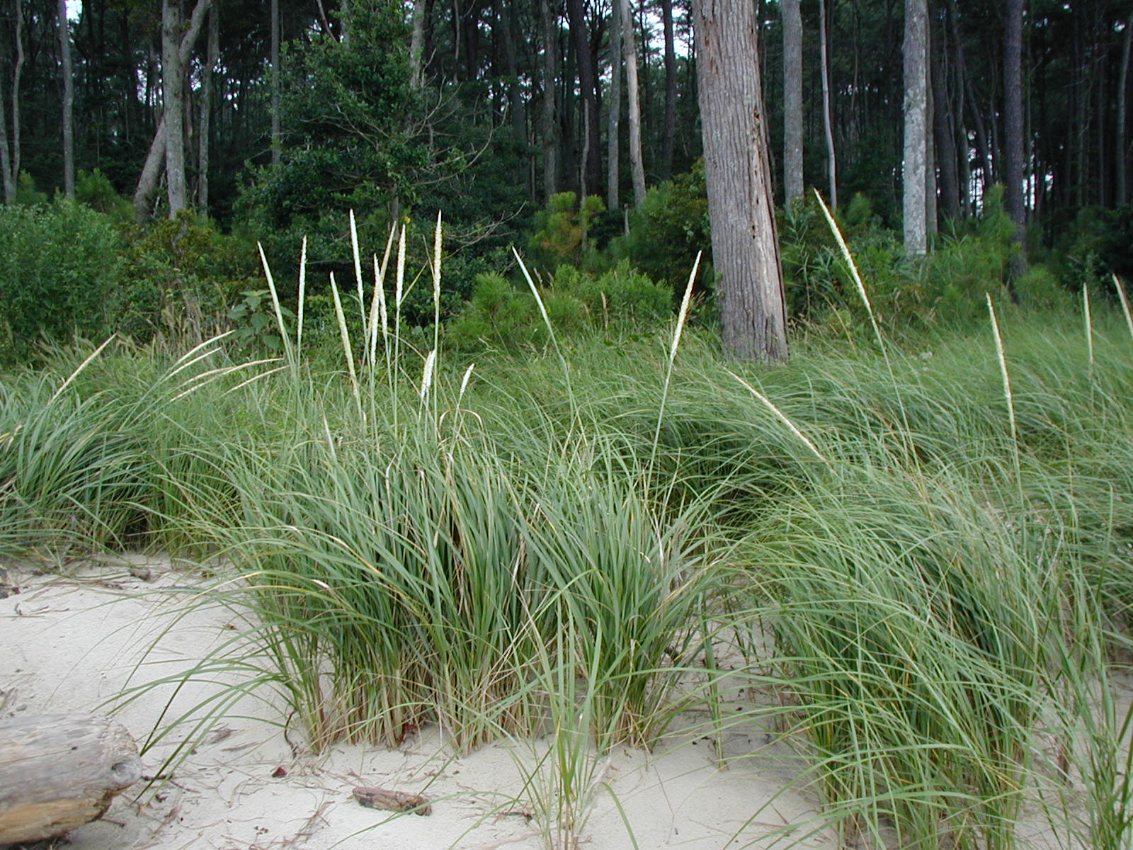 Living Shorelines