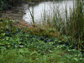 Living Shorelines