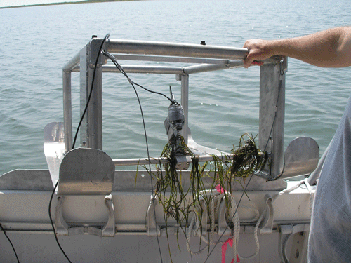 Surveying benthic habitat for Mobjack Bay