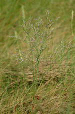 Wetland Plants - High Salt Marsh