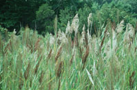 Wetland Plants - High Salt Marsh