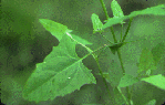 Wetland Plants - High Salt Marsh