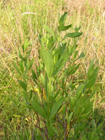 Wetland Plants - High Salt Marsh