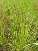 Wetland Plants - High Salt Marsh