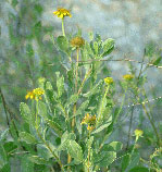 Wetland Plants - High Salt Marsh