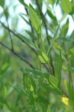 Wetland Plants - High Salt Marsh