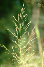 Wetland Plants - High Salt Marsh