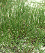 Wetland Plants - High Salt Marsh