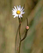 Wetland Plants - High Salt Marsh