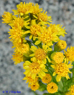Wetland Plants - High Salt Marsh