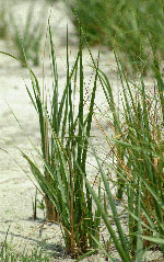 Wetland Plants - Low Salt Marsh