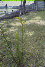 Wetland Plants - High Salt Marsh